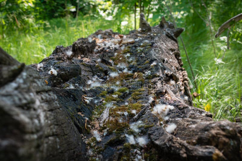 317 Rotted Wood Background Photos - Free & Royalty-Free Stock Photos ...