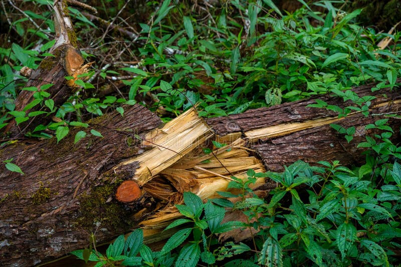 An Old Rotted Log on the Forest Floor. Rotten Logs in the Middle of the ...