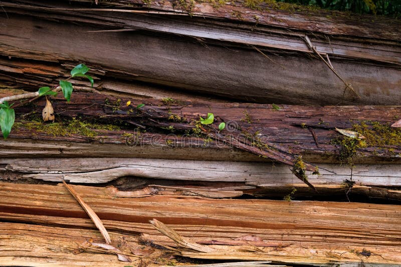An Old Rotted Log on the Forest Floor. Rotten Logs in the Middle of the ...
