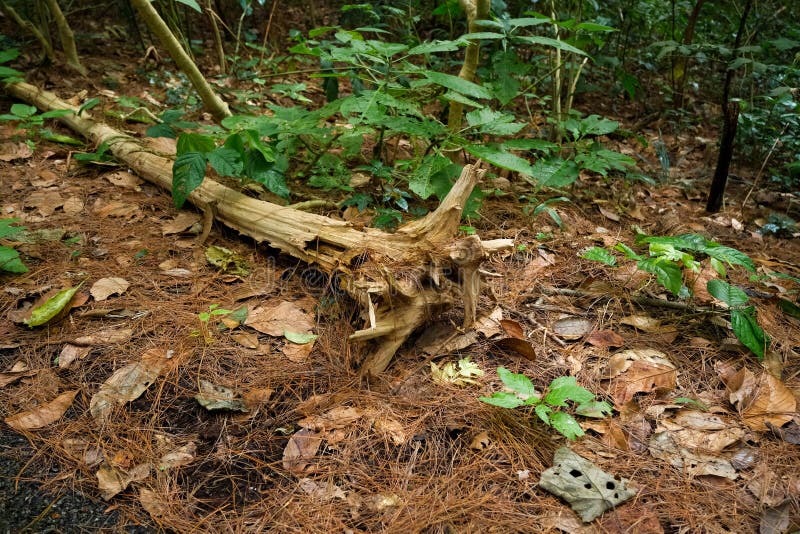 An Old Rotted Log on the Forest Floor. Rotten Logs in the Middle of the ...