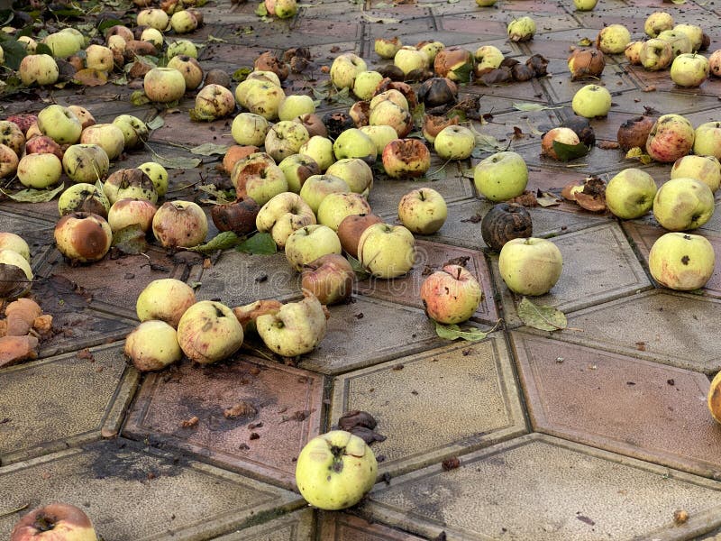 Old Rotten Apples on the Ground Stock Photo - Image of rotten ...