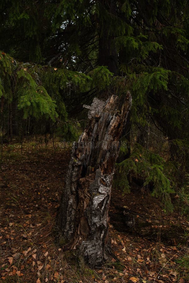 Old rotten birch stump stock photo. Image of root, broken - 198803722
