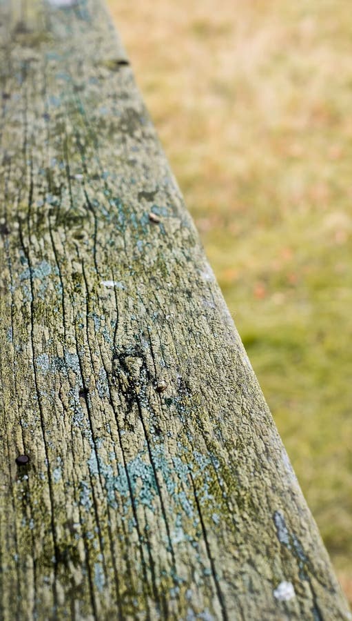 Old Rotten Board with Lichens Stock Photo - Image of floorboard, lines ...