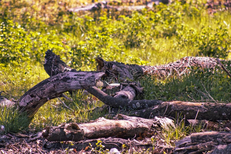 Fallen Branches in Forest Opening Stock Photo - Image of grass, branch ...