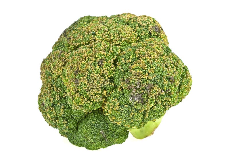 Rotten Broccoli Packed in the Plastic Foil Stock Image - Image of ...