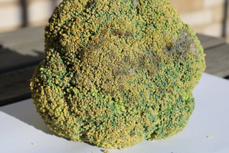 Old Rotten Broccoli on White. Stock Photo - Image of isolated, white ...