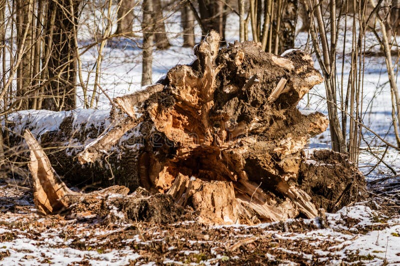 An Old Rotten Broken Tree in a City Park, Falled Tree Stock Image ...