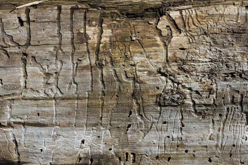 Old Rotten Driftwood Abstract Texture Stock Image - Image of trunk ...