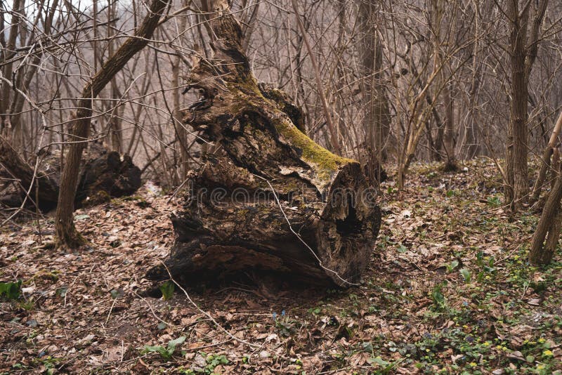 Old Rotten Eradicated by Nature and Cut by Human Stump of the Oak Tree ...