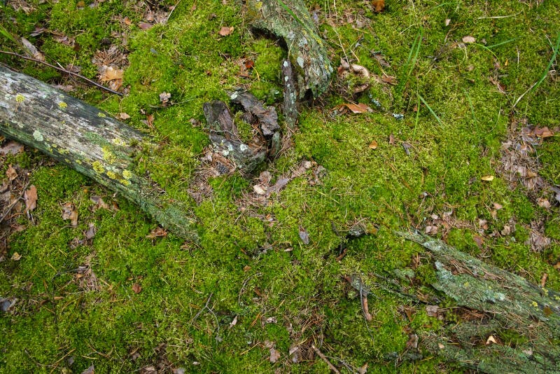 Old Rotten Fallen Tree Covered with Moss Stock Photo - Image of view ...