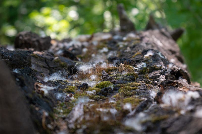 Rotten Fallen Tree in the Forest Stock Photo - Image of outdoors, light ...
