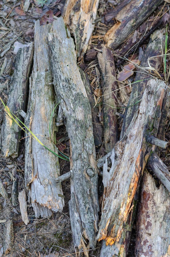 Old Rotten Firewood in the Ground in the Forest. Selective Focus ...