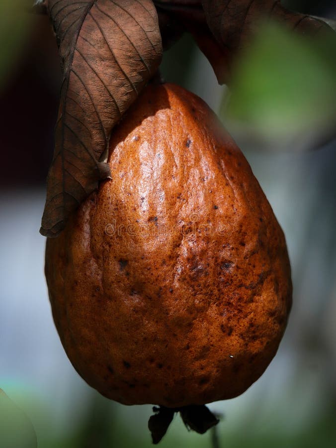 Portrait of a Rotten Guava Fruit Stock Photo - Image of rotten, fall ...