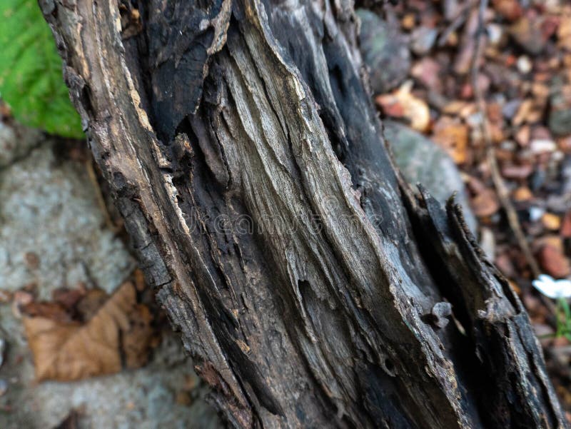 Old Rotten Log in Dense Forest during Rainy Season, Close Up Stock ...