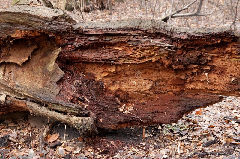 Old Rotten Log in the Fall Woods Stock Photo - Image of fall, plant ...