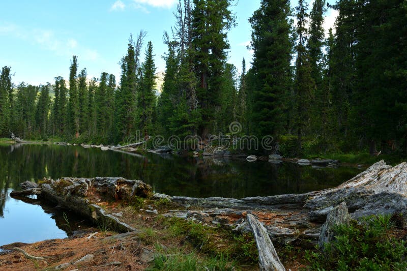 An Old Rotten Log of a Fallen Tree on the Shore of a Beautiful Forest ...
