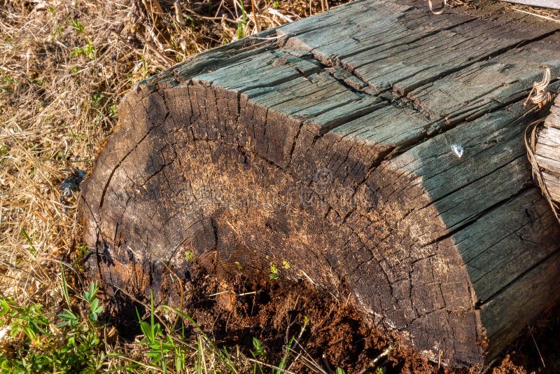 Old rotten log stock image. Image of gray, element, environment - 220182307