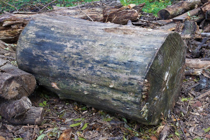Old rotten logs stock image. Image of nature, plant - 203362701