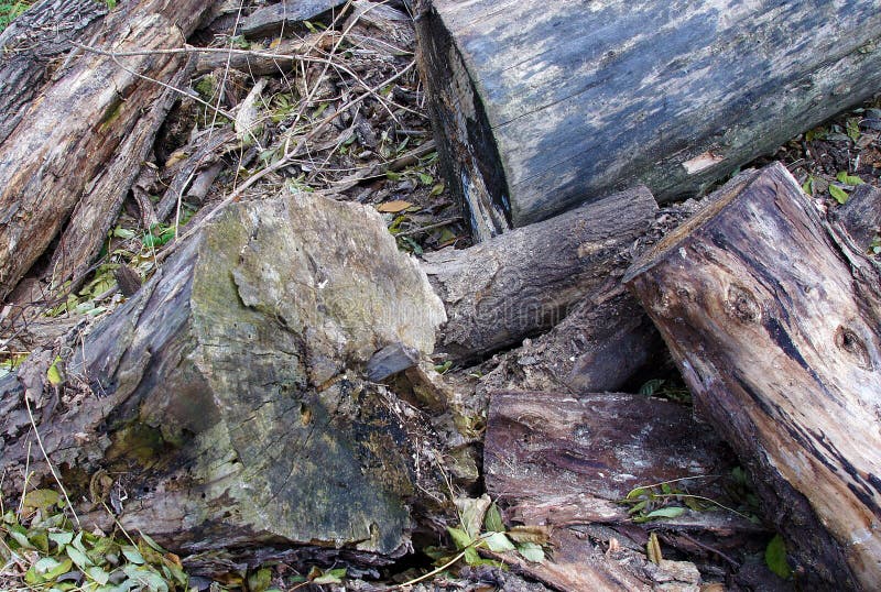 878 Rotten Logs Stock Photos - Free & Royalty-Free Stock Photos from ...