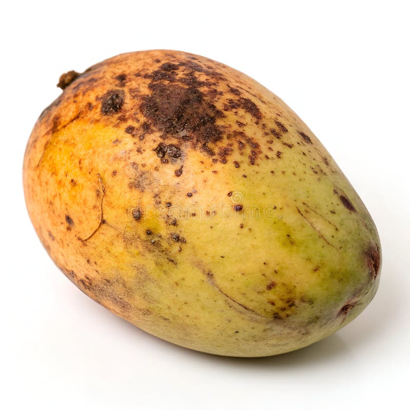 Old Rotten Mango Isolated stock illustration. Illustration of isolated ...