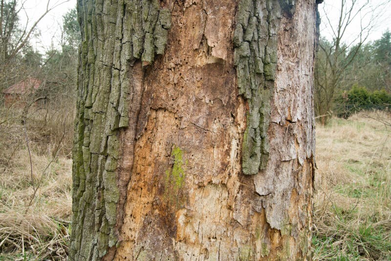 11,581 Rotten Trunk Tree Stock Photos - Free & Royalty-Free Stock ...