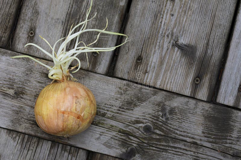 136 Rotten Sprouts Stock Photos - Free & Royalty-Free Stock Photos from ...