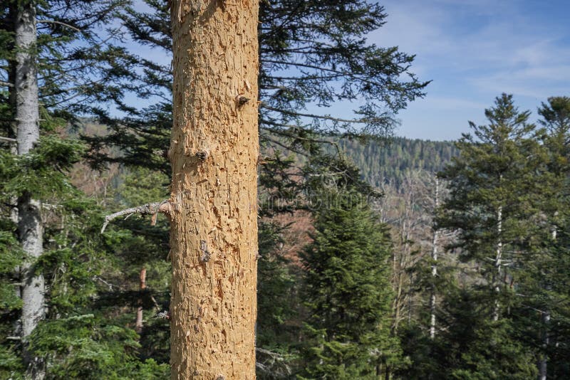 An Old Rotten Spruce Trunk, in Which Many Worms Lived and a Woodpecker ...