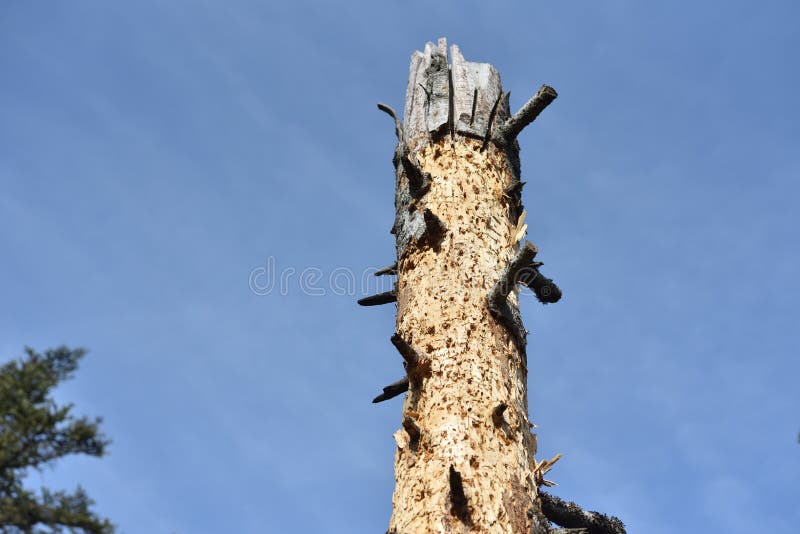 An Old Rotten Spruce Trunk, in Which Many Worms Lived and a Woodpecker ...