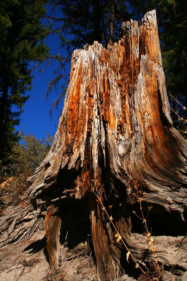 Old Rotten Stump stock photo. Image of stump, texture - 6885796