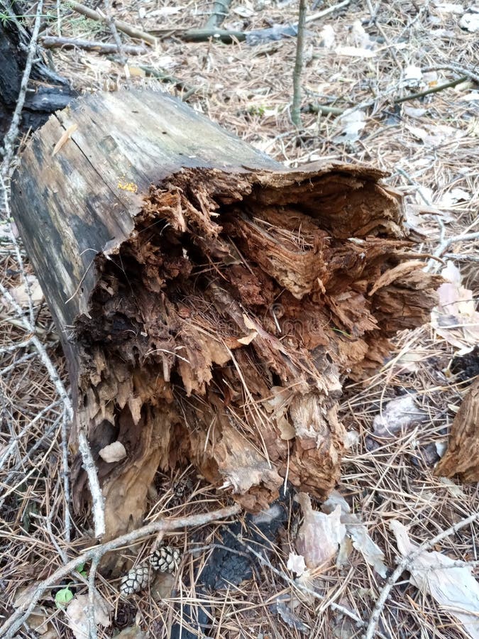 Old Rotten Stump of a Broken Tree in the Forest Stock Photo - Image of ...
