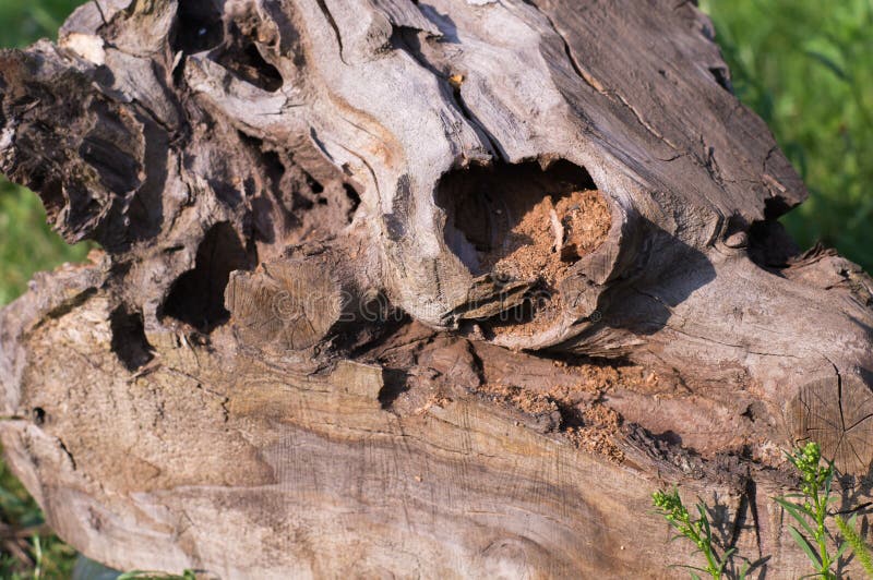 Old rotten stump stock image. Image of background, texture - 154504069