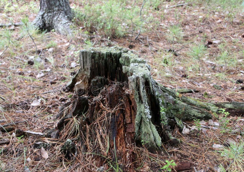 An Old Rotten Stump of a Coniferous Tree in a Forest Stock Photo ...