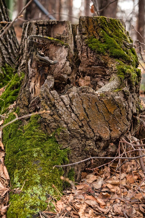 An Old Rotten Stump Covered with Moss, in the Forest, Stock Image ...