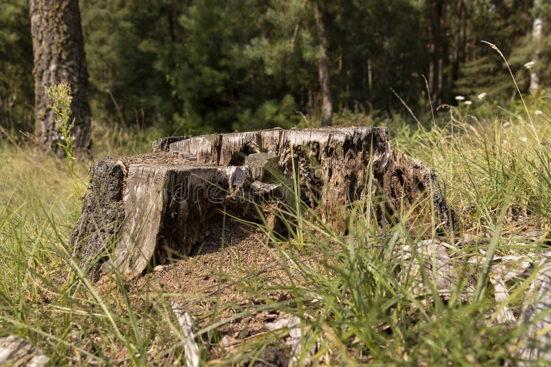 An Old Rotten Stump in the Forest after Deforestation Stock Image ...