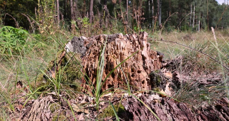 An Old Rotten Stump in the Forest after Deforestation Stock Video ...