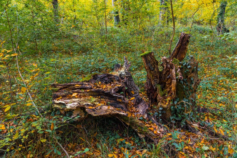 Old Rotten Stump. Middle of the Stump Completely Rotted. Stump ...