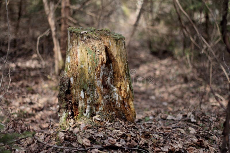 Old Rotten Stump in the Forest in Spring Stock Image - Image of light ...