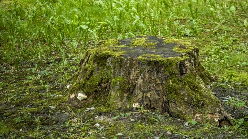 Old Rotten Stump of a Large Tree in a Swamp Stock Photo - Image of ...