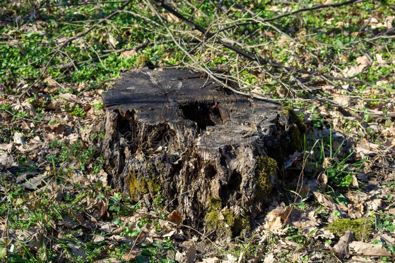 Old rotten stump stock image. Image of autumn, green - 377803243