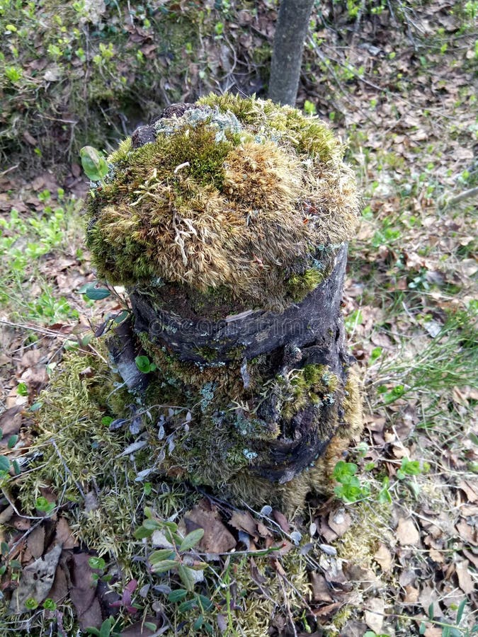 Old Rotten Stump Overgrown with Moss Stock Image - Image of foliage ...