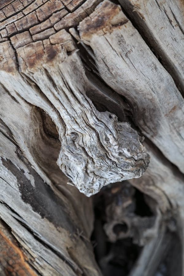 Old Rotten Stump of a Very Interesting Shape Close-up Stock Photo ...