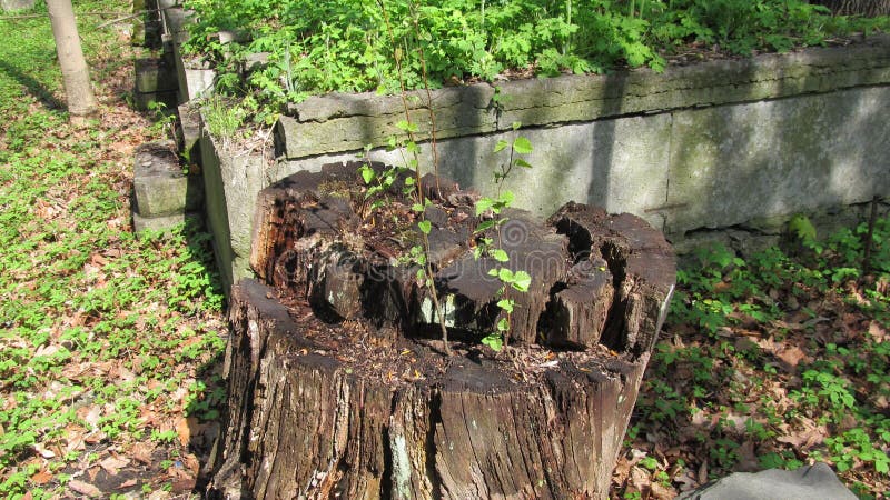 Rotten stump in the woods stock image. Image of garden - 147143291