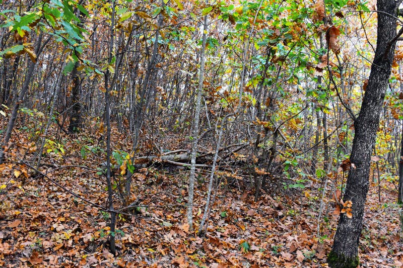 An Old Rotten Tree with Dry Branches Lies on the Ground Covered with ...