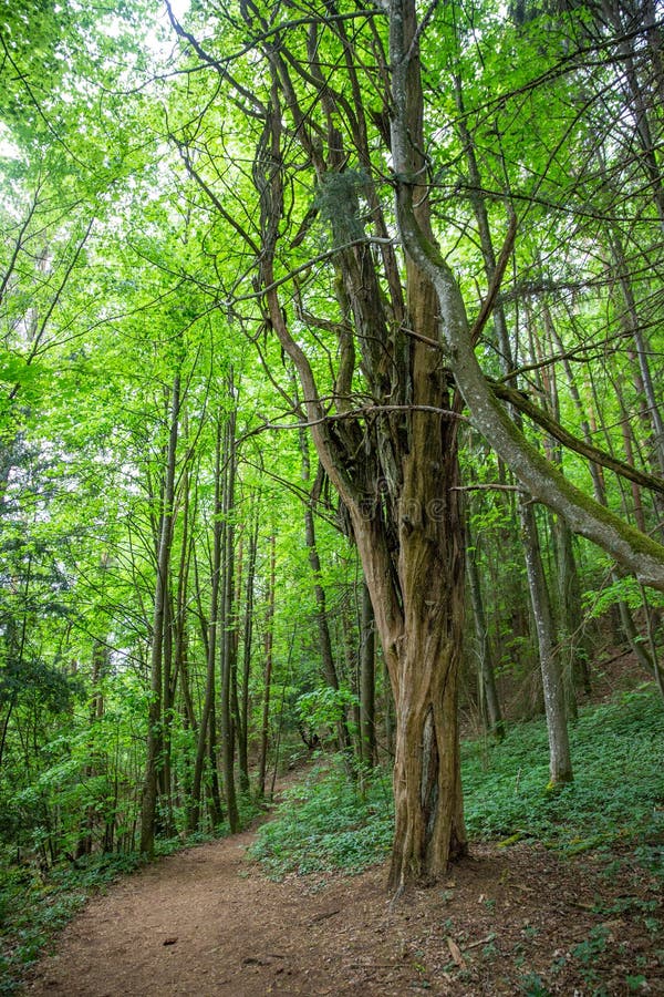 Old rotten tree in forest stock image. Image of beautiful - 238173145