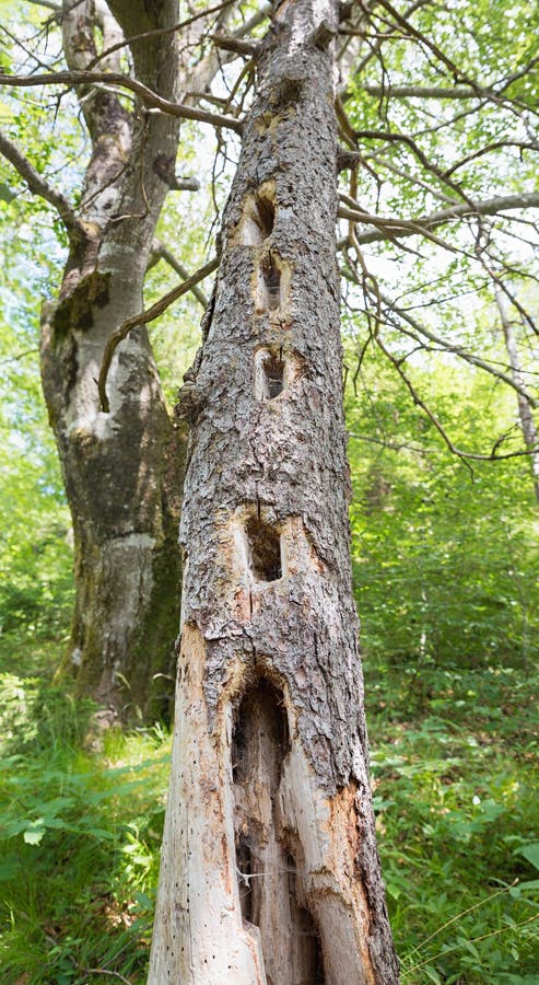 Old Rotten Tree with Many Woodpecker Holes Stock Photo - Image of ...