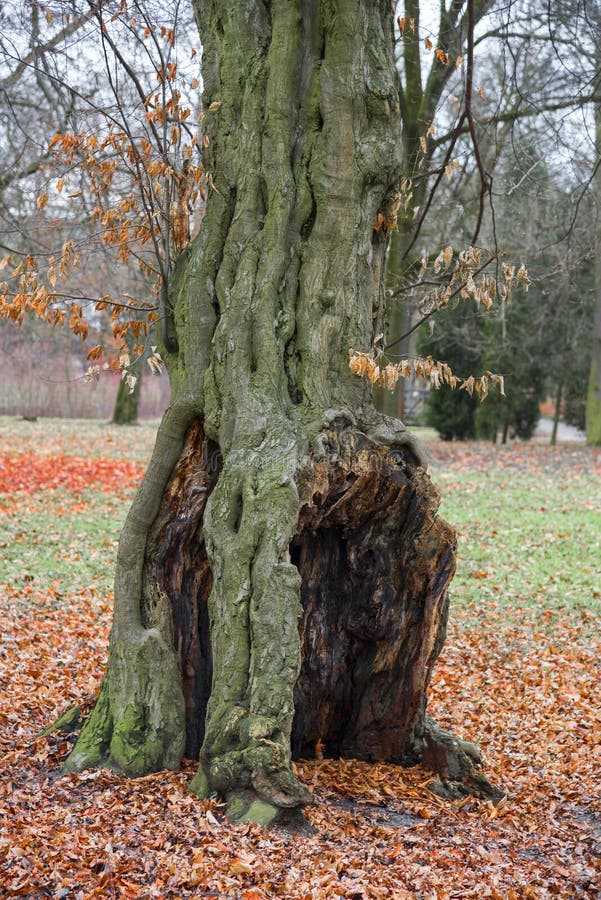 Old Rotten Tree in the Park in the Fall Stock Photo - Image of outdoor ...