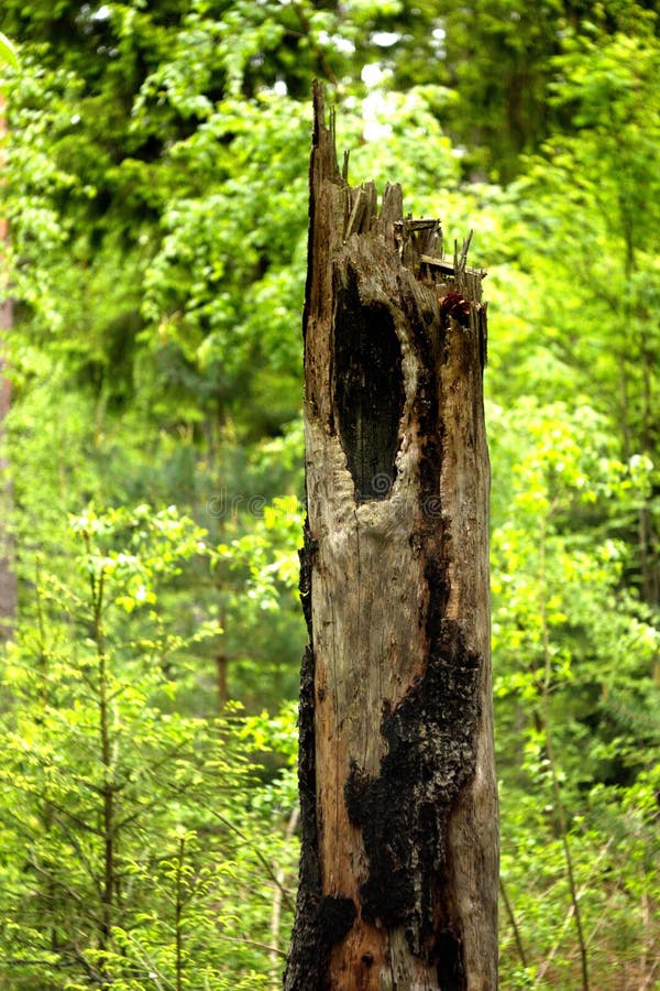 Old rotten tree stump stock image. Image of growth, season - 55078713