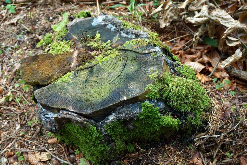 Old Rotten Tree Stump Overgrown with Moss, Top View Stock Photo - Image ...