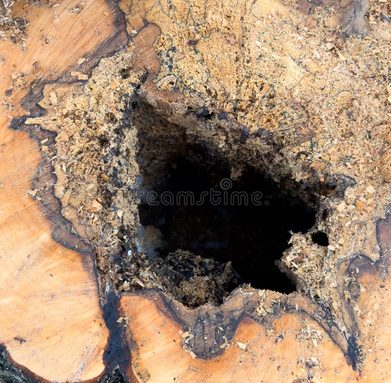 Old Rotten Tree Stump Texture Background. Decayed Rotten Hole in an Old ...