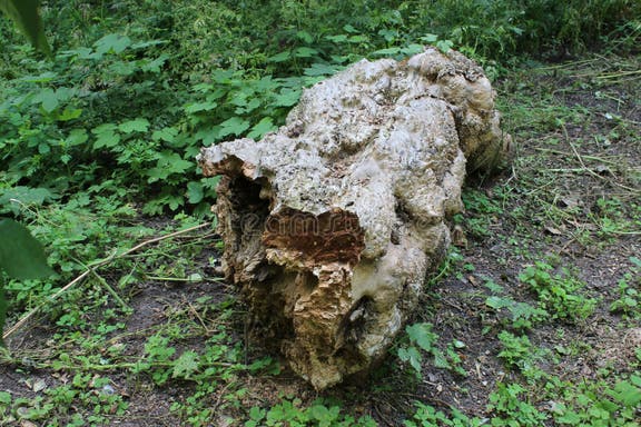 Old Rotten Tree in the Summer Sunny Forest. Stock Image - Image of ...